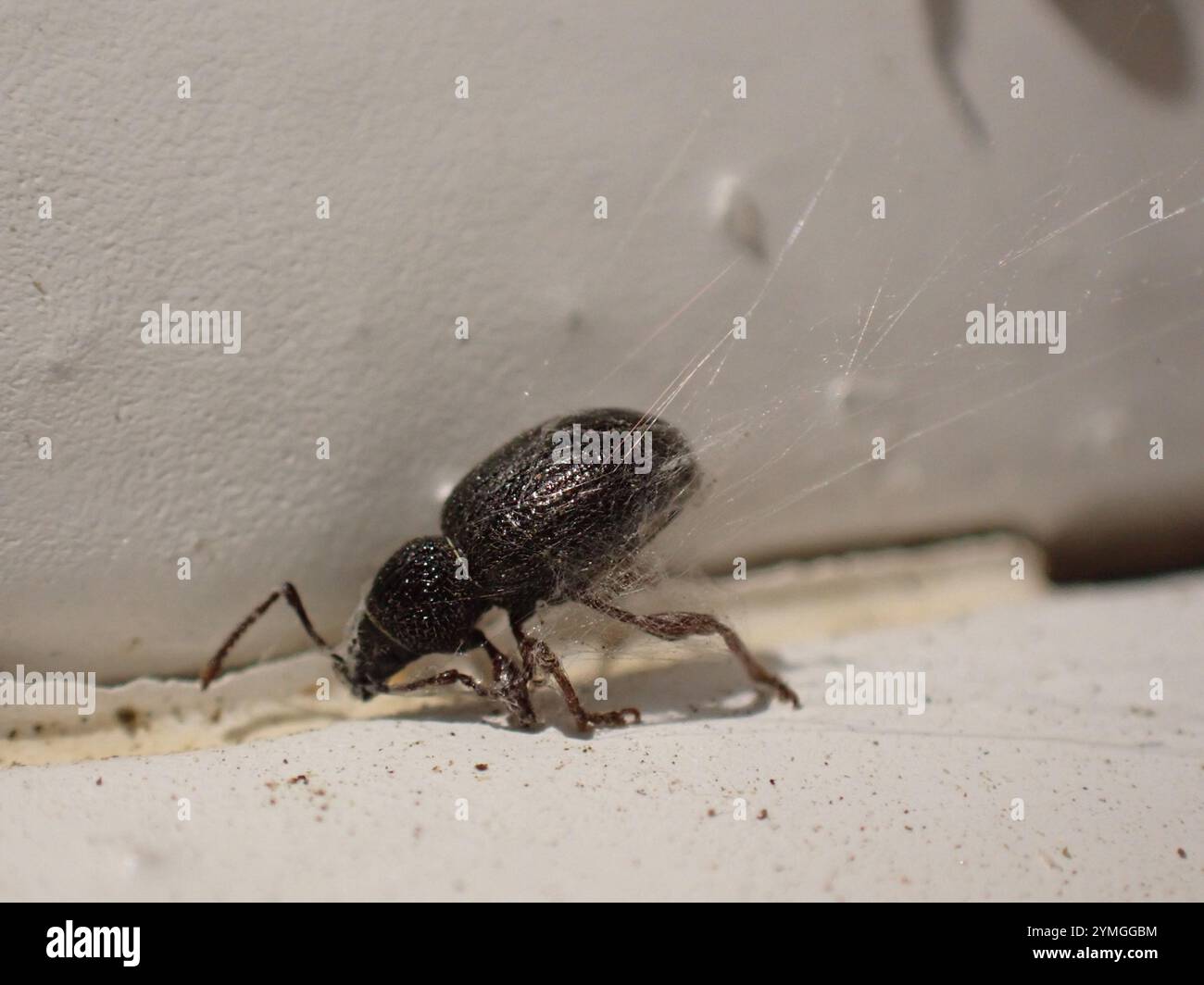 Strawberry Root Weevil (Otiorhynchus ovatus Stock Photo - Alamy