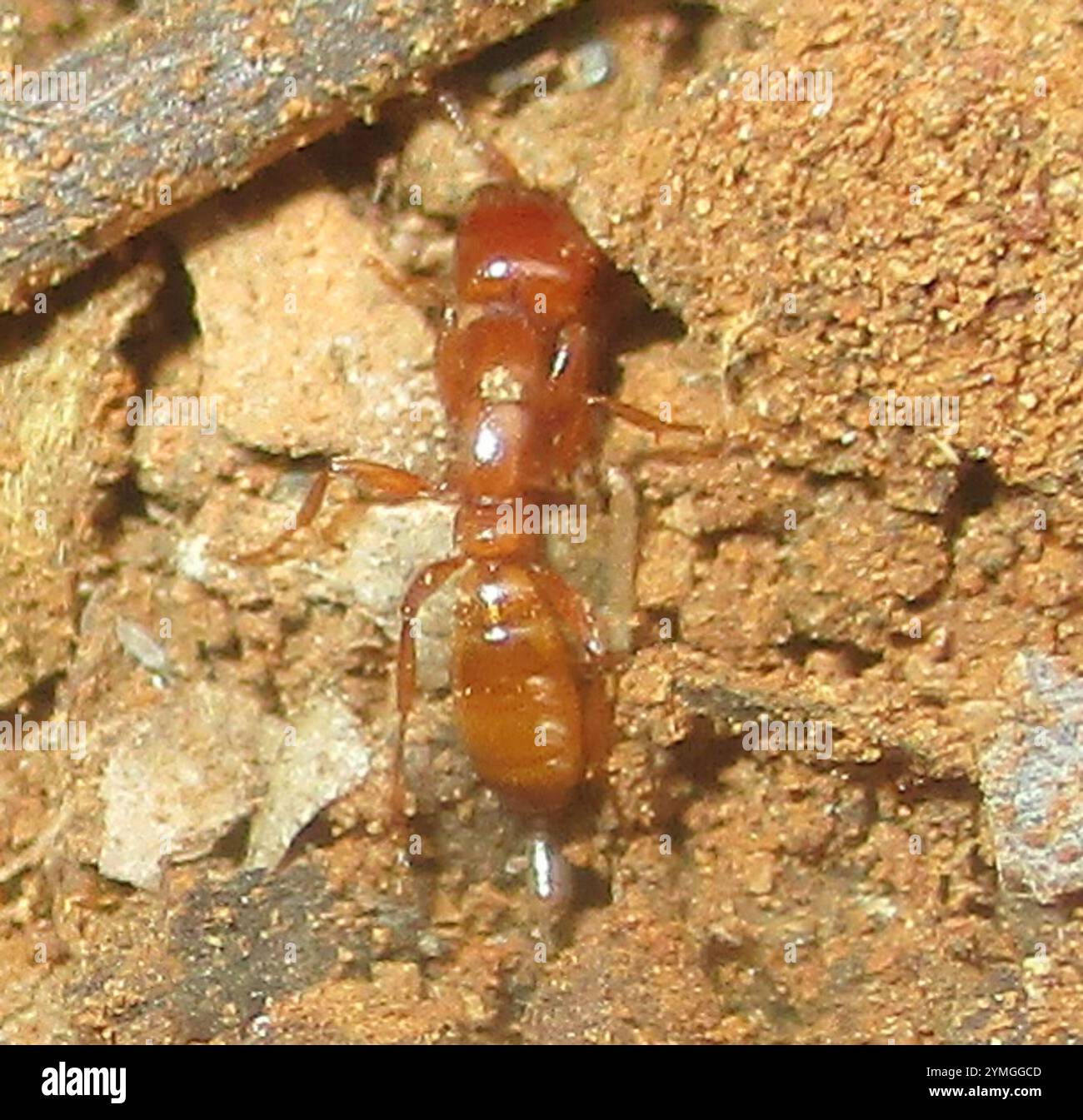 Driver Ants and Allies (Dorylus Stock Photo - Alamy