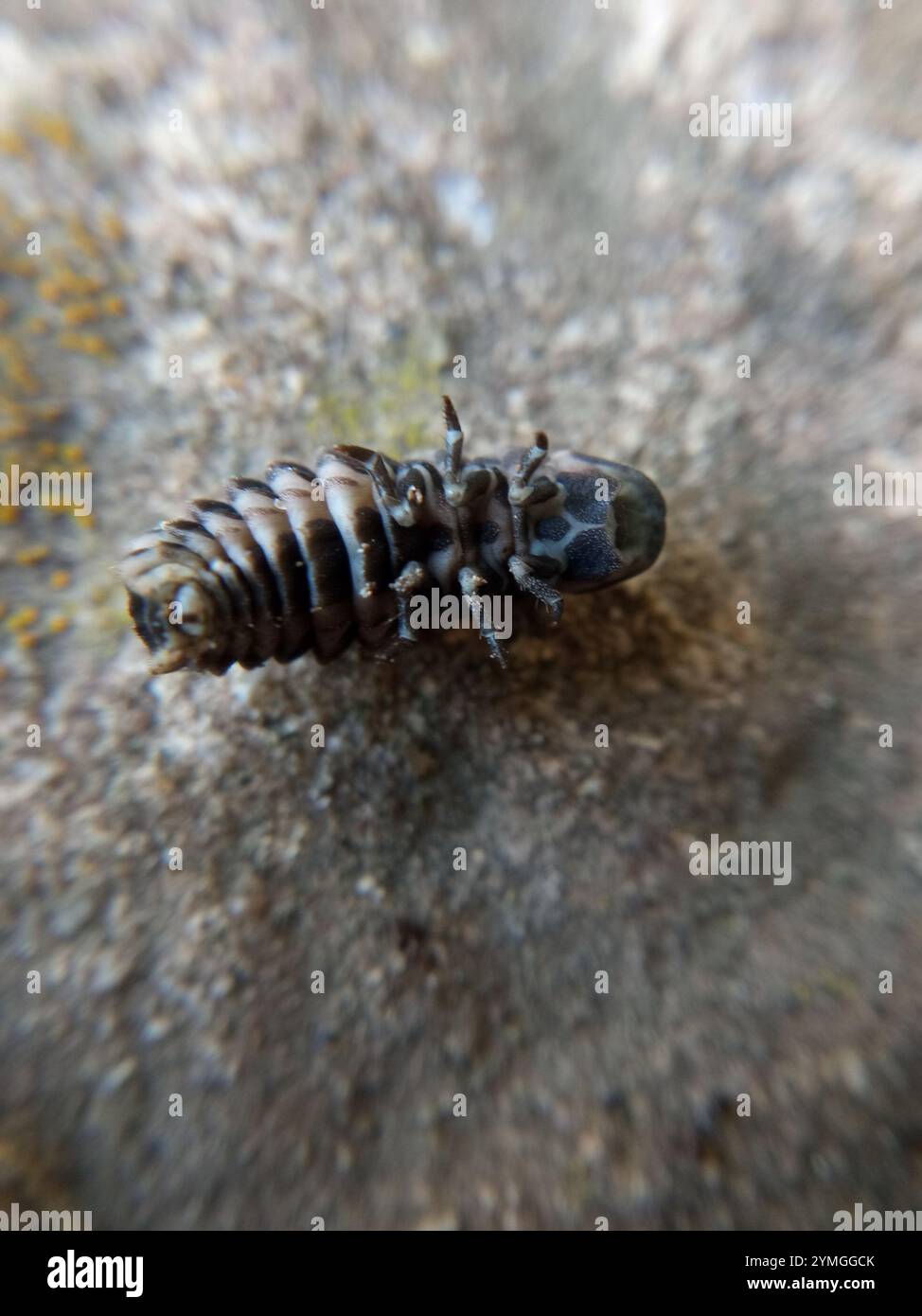European Glow-worm (Lampyris noctiluca Stock Photo - Alamy