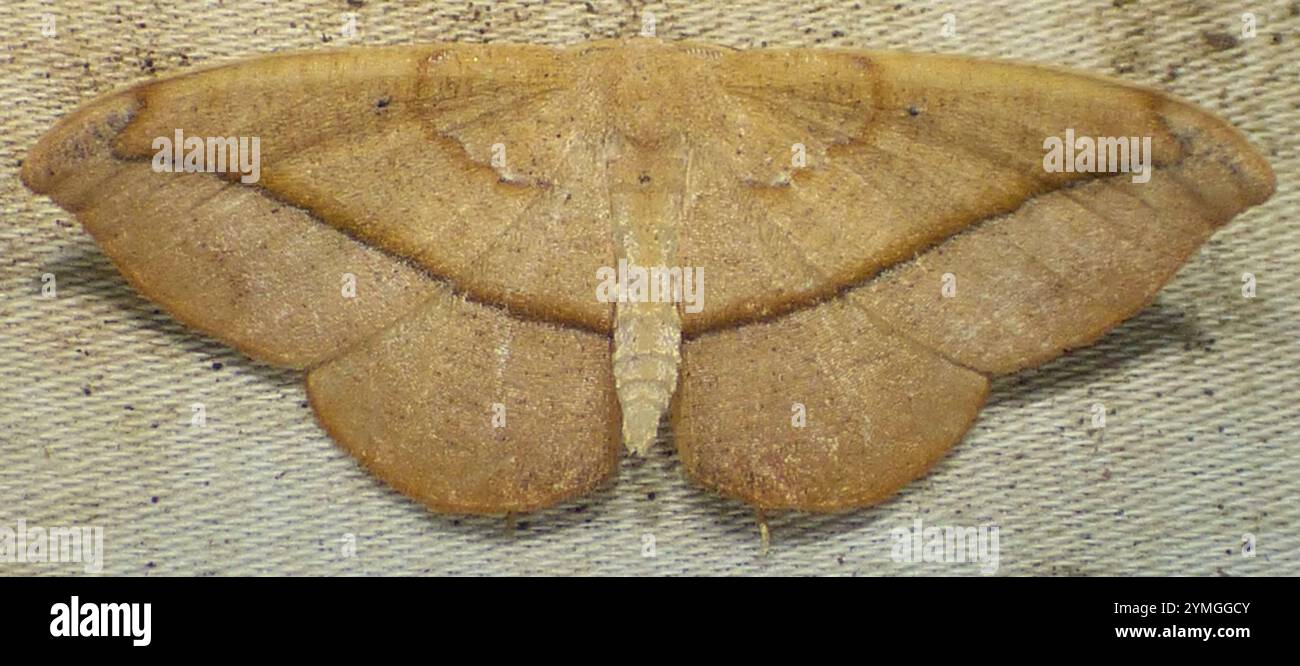 Juniper Geometer Moth (Patalene olyzonaria Stock Photo - Alamy