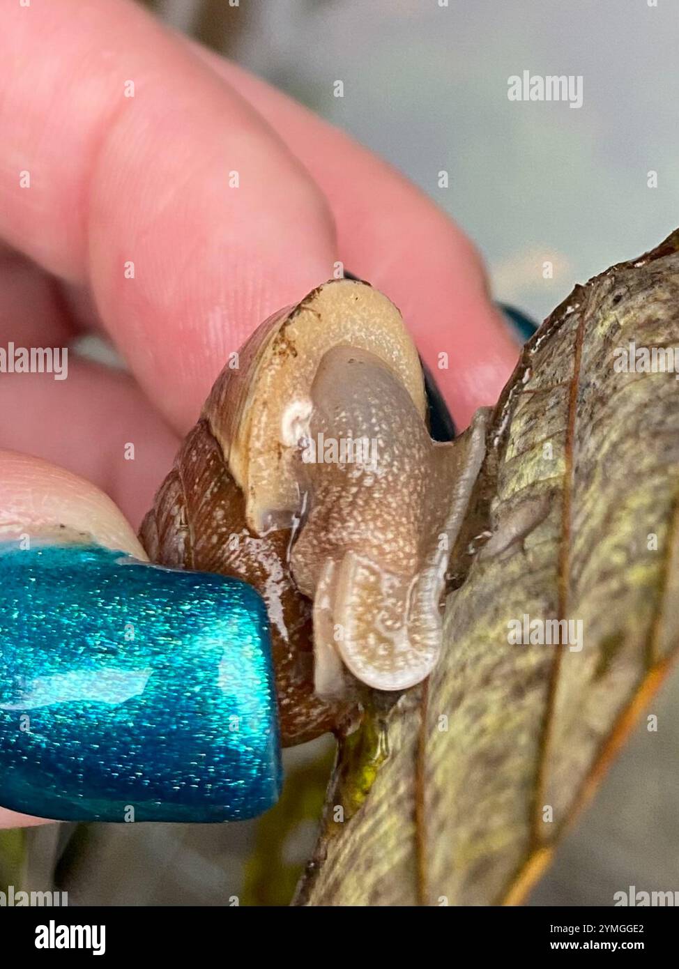 Allogona townsendiana hi-res stock photography and images - Alamy