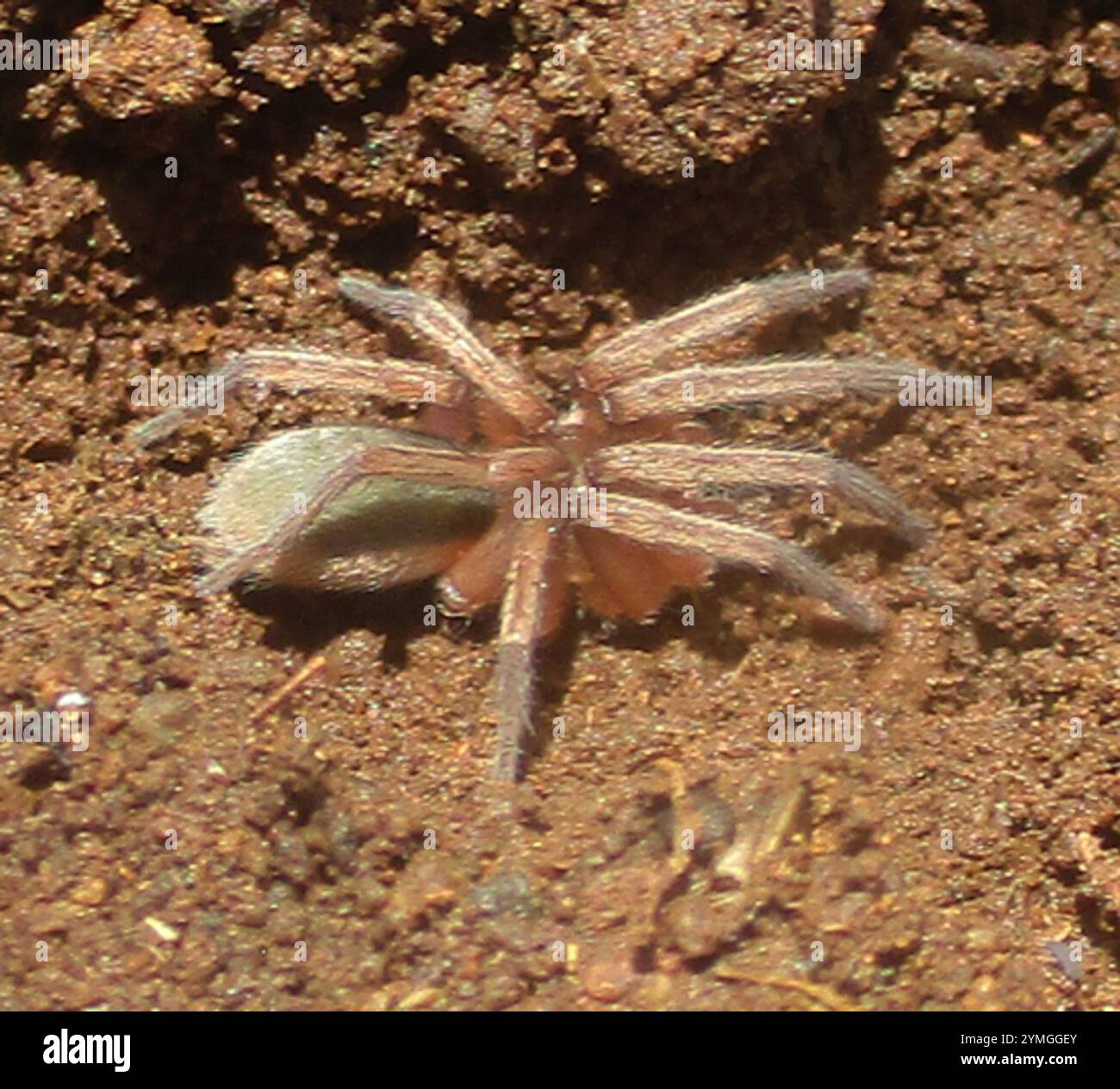 Theuma hi-res stock photography and images - Alamy