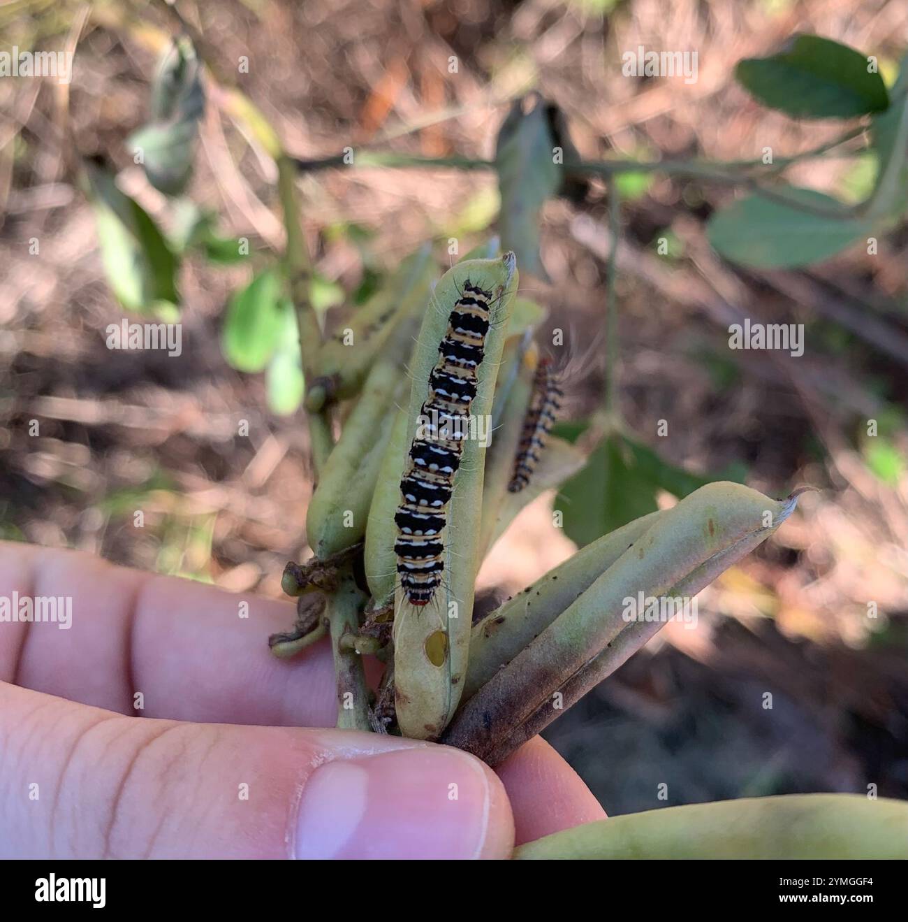Bella moth hi-res stock photography and images - Alamy
