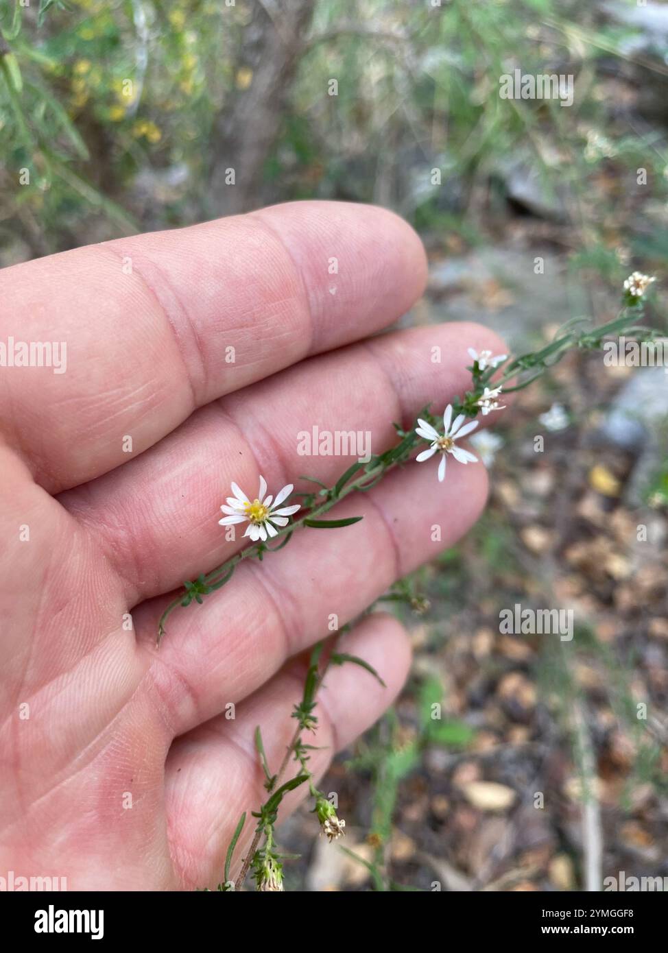 white heath aster (Symphyotrichum ericoides Stock Photo - Alamy