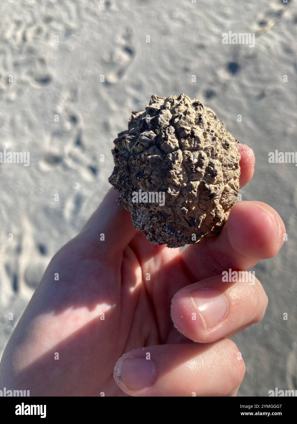 Manicaria saccifera hi-res stock photography and images - Alamy