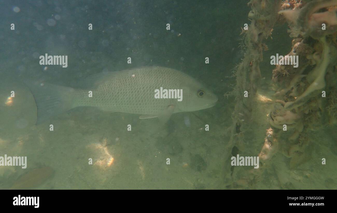 Gray Snapper (Lutjanus griseus Stock Photo - Alamy