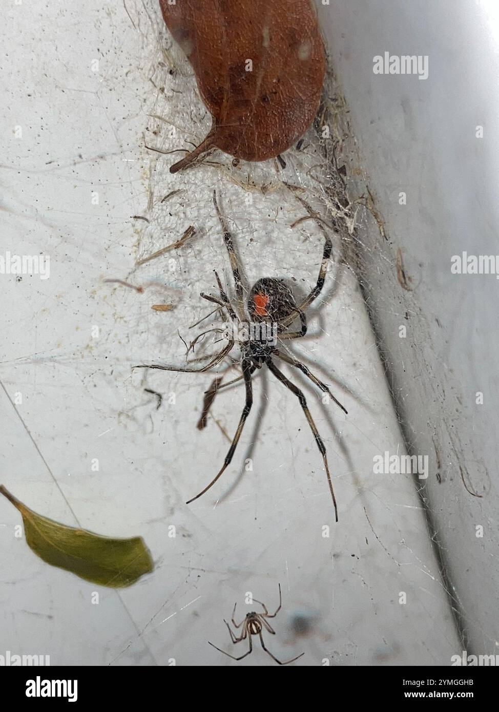 Brown Widow (Latrodectus geometricus Stock Photo - Alamy