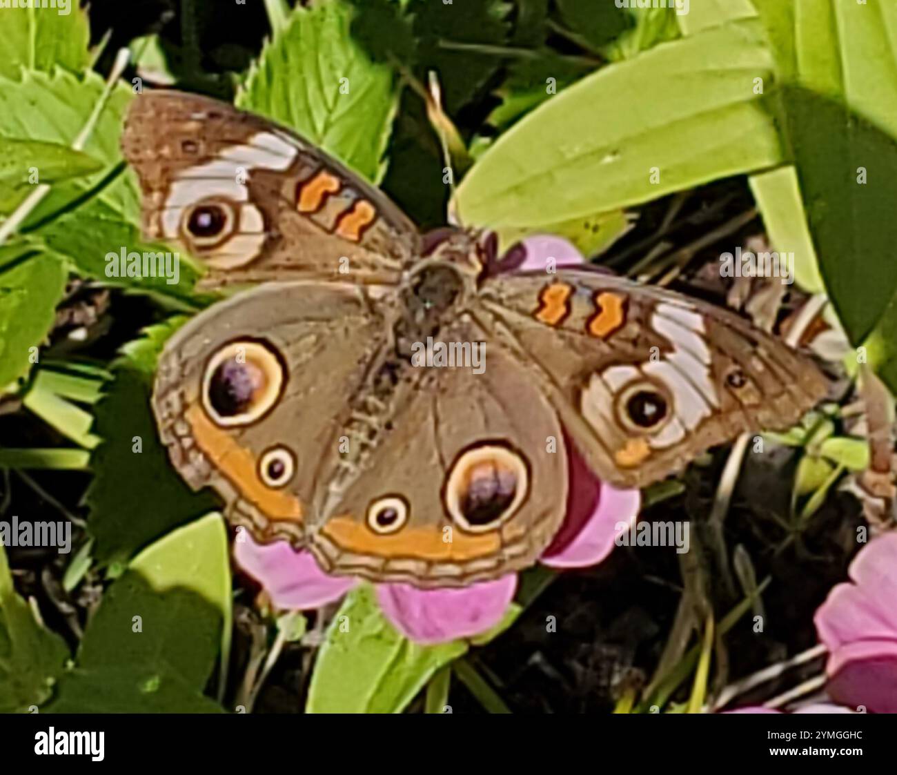 Common Buckeye (Junonia coenia Stock Photo - Alamy