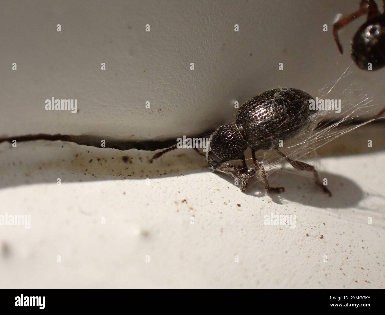 Strawberry Root Weevil (Otiorhynchus ovatus Stock Photo - Alamy
