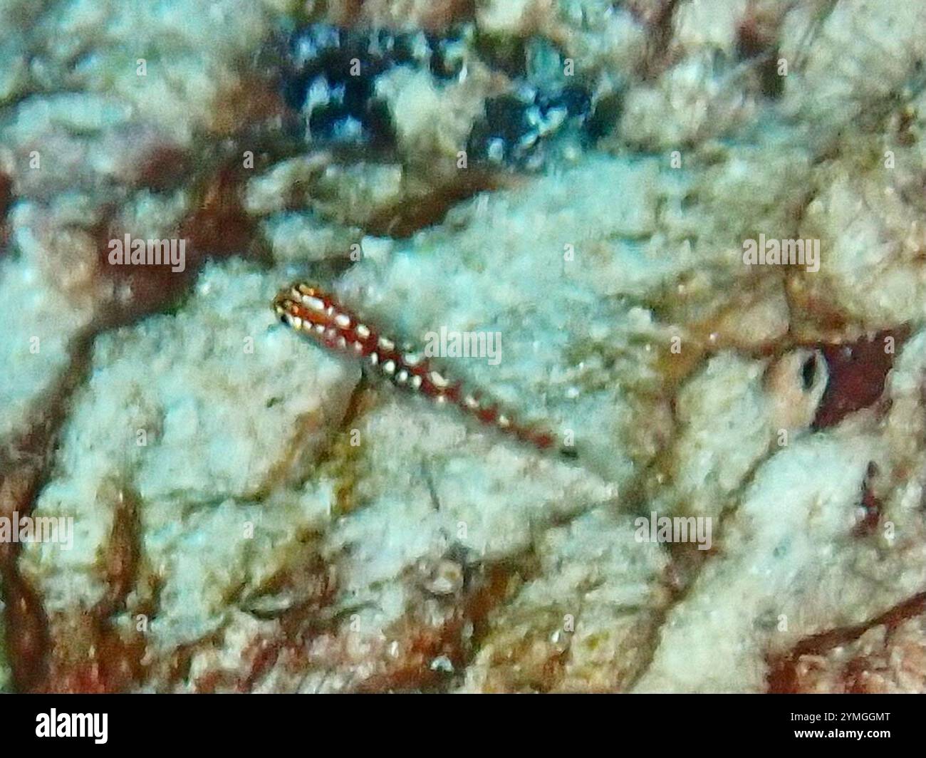 Red Sea Eviota (Eviota marerubrum Stock Photo - Alamy