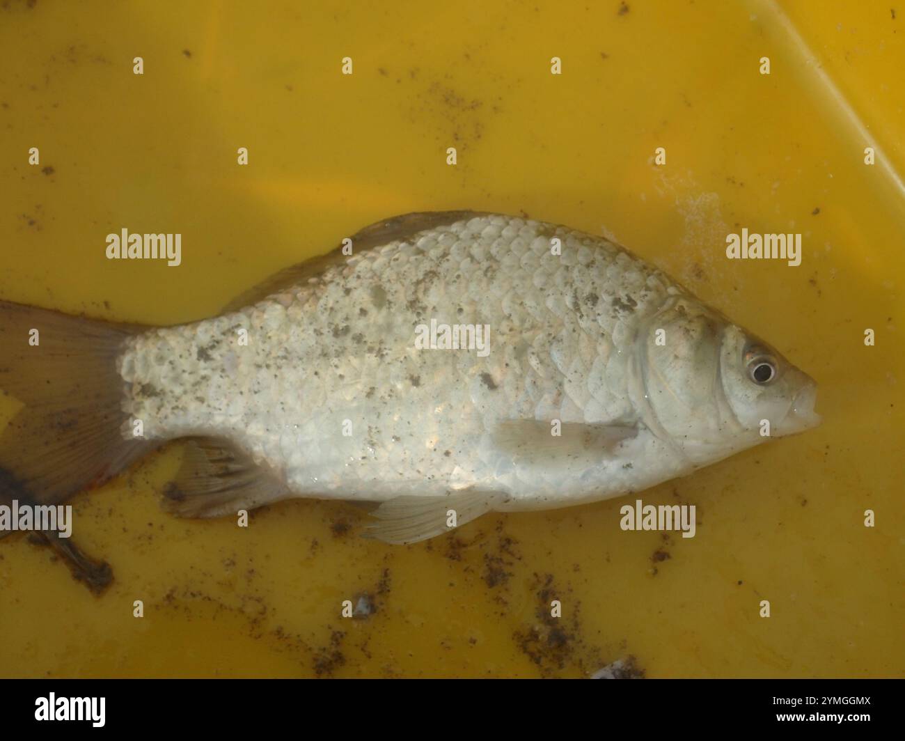Japanese White Crucian Carp (Carassius cuvieri Stock Photo - Alamy