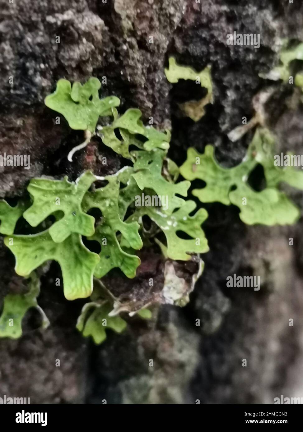 Tree Lungwort (Lobaria pulmonaria Stock Photo - Alamy