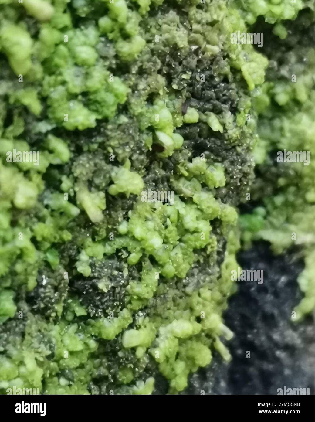 Radula complanata hi-res stock photography and images - Alamy