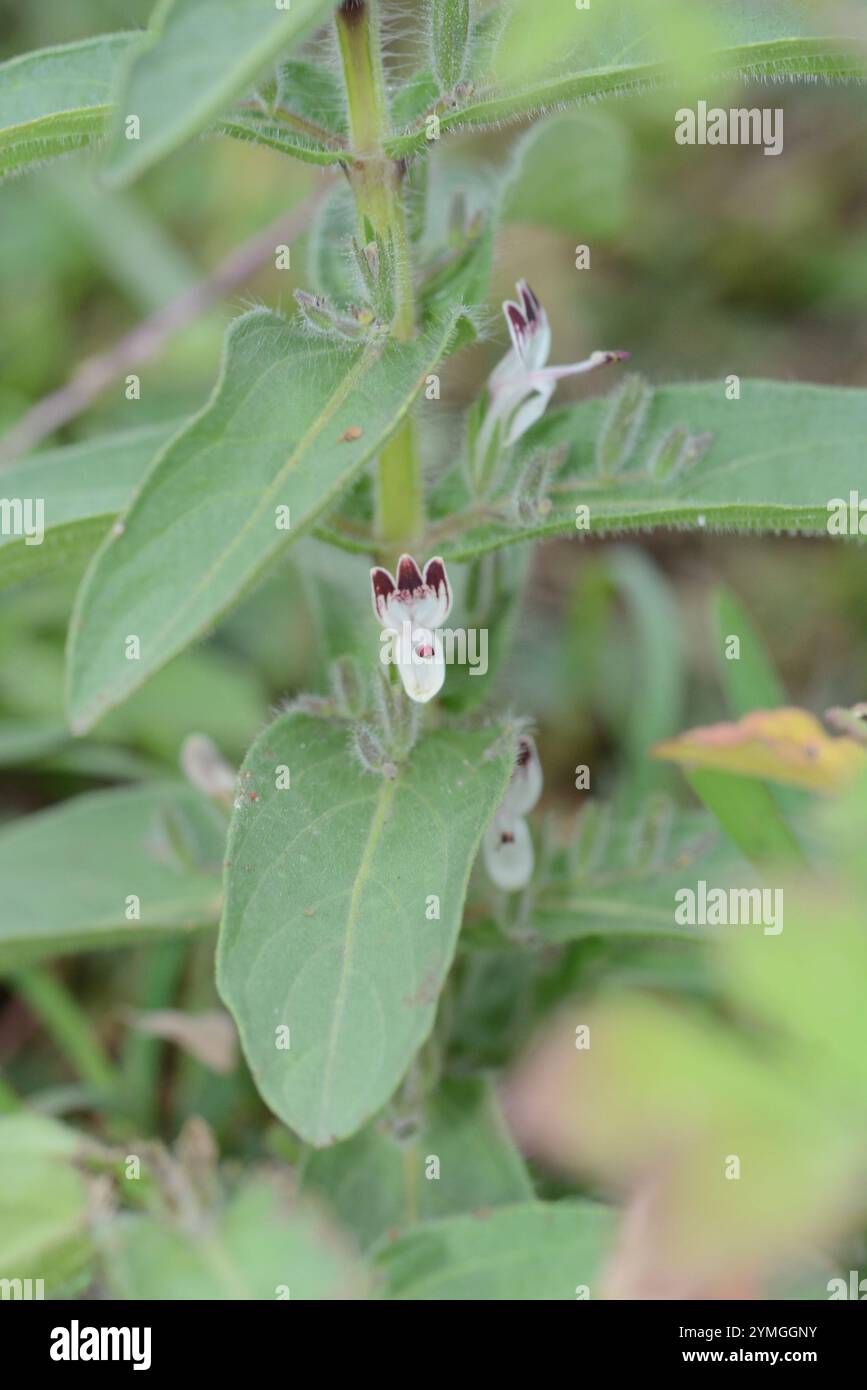 Green Chiretta (Andrographis paniculata Stock Photo - Alamy
