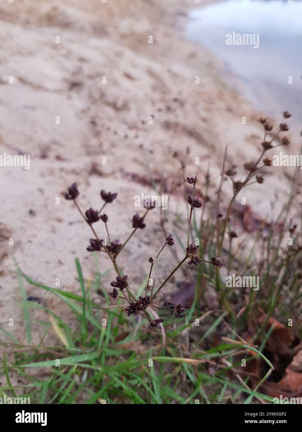Jointed rush (Juncus articulatus Stock Photo - Alamy