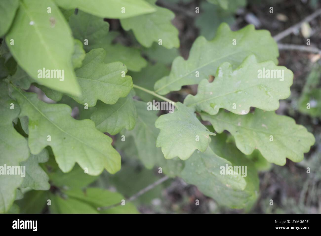 English oak (Quercus robur Stock Photo - Alamy