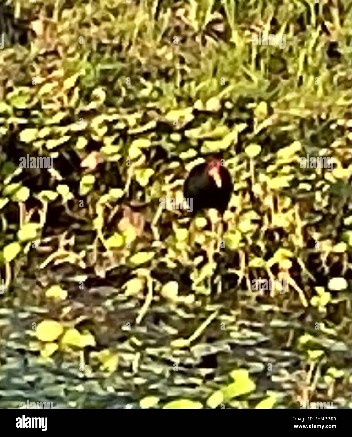 Wattled Jacana (Jacana jacana Stock Photo - Alamy