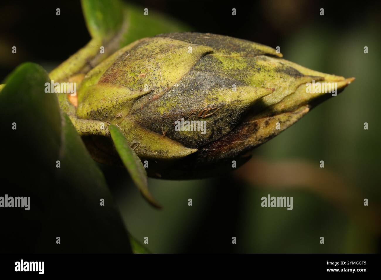 Rhododendron Blight (Seifertia azaleae Stock Photo - Alamy