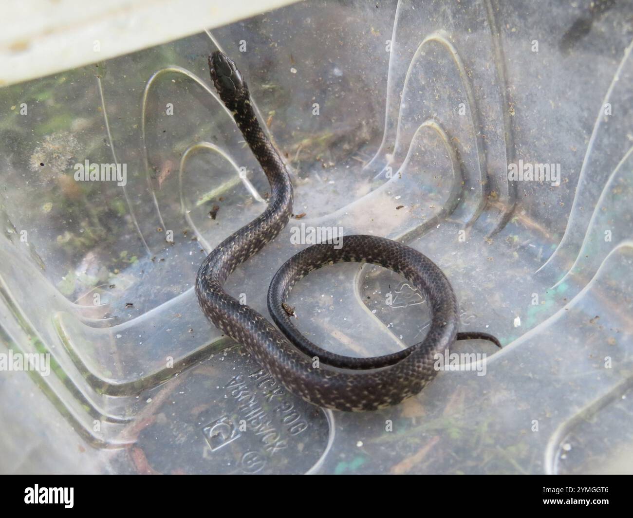 Cobella hi-res stock photography and images - Alamy