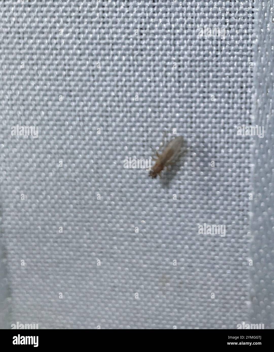 Small Grass Fly (Lonchoptera bifurcata Stock Photo - Alamy