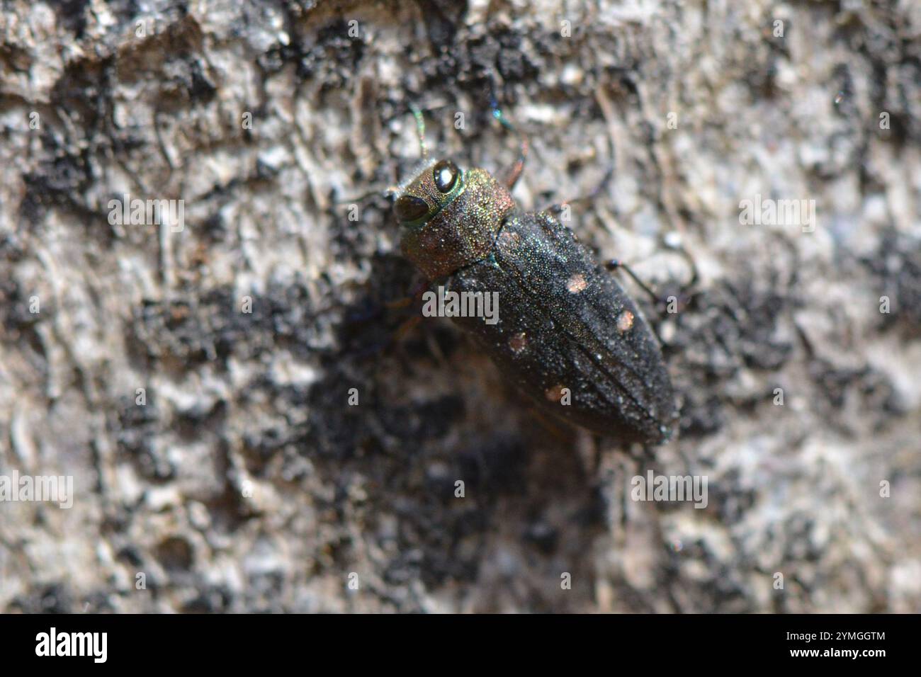 Gold pit oak splendour beetle hi-res stock photography and images - Alamy