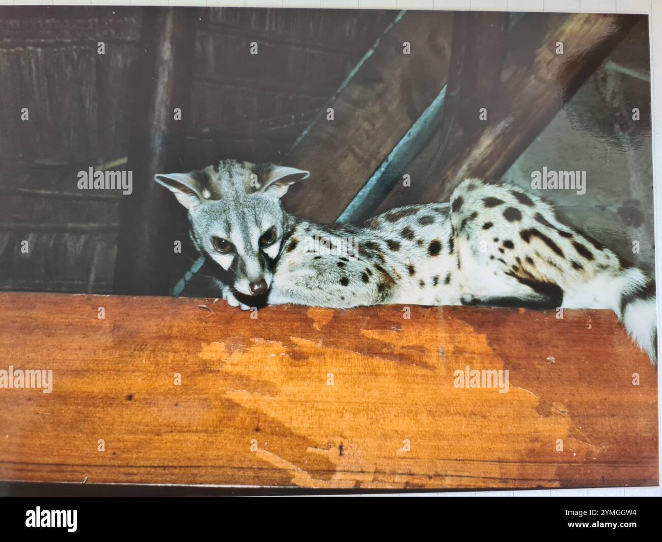Northern Small-spotted Genet (Genetta genetta Stock Photo - Alamy