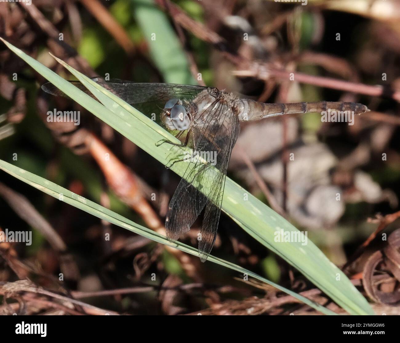 Blue-faced Meadowhawk (Sympetrum ambiguum Stock Photo - Alamy