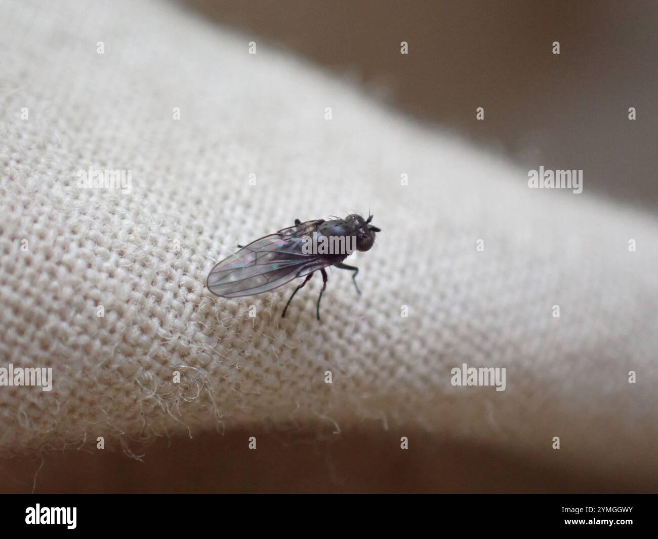 Scatella hi-res stock photography and images - Alamy