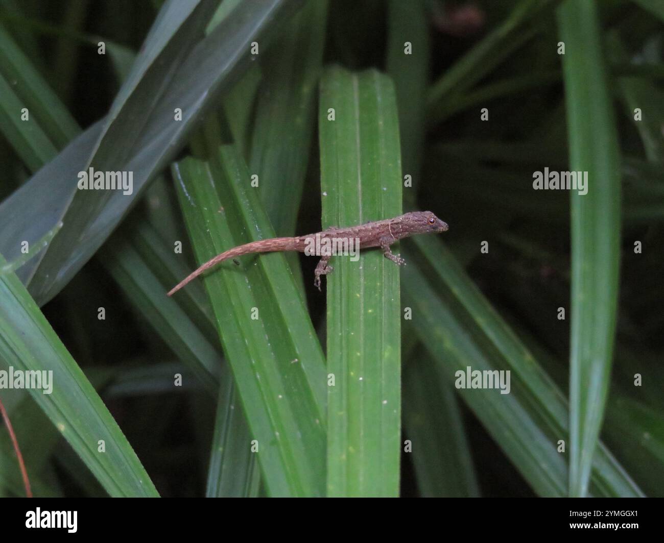 Bridled Forest Gecko (Gonatodes humeralis Stock Photo - Alamy