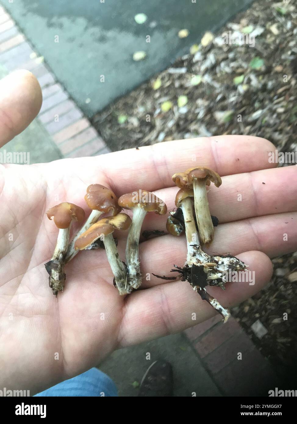 Wavy Cap (Psilocybe cyanescens Stock Photo - Alamy