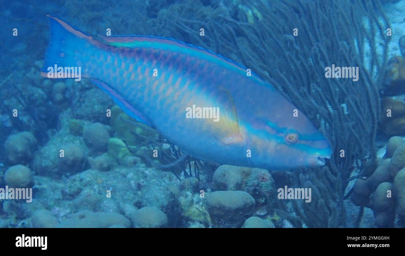 Princess parrotfish hi-res stock photography and images - Alamy