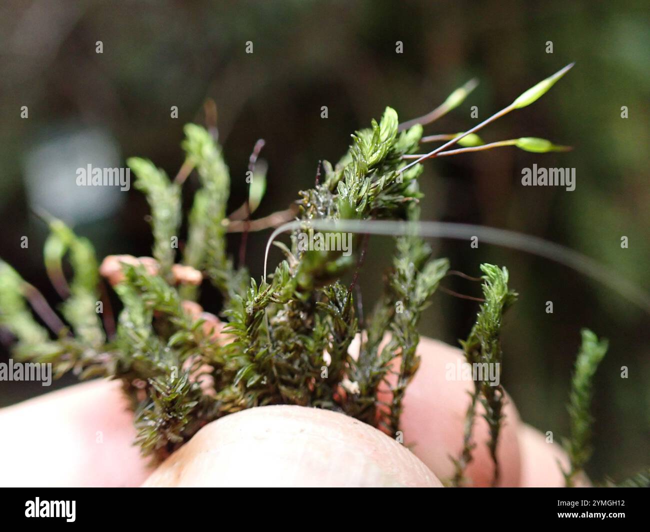 Yellow Fringe-moss (Racomitrium aciculare Stock Photo - Alamy
