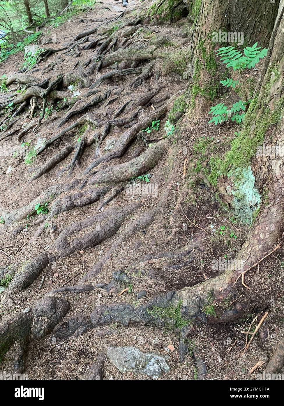 A close-up view of complex tree roots sprawling across a forest path ...
