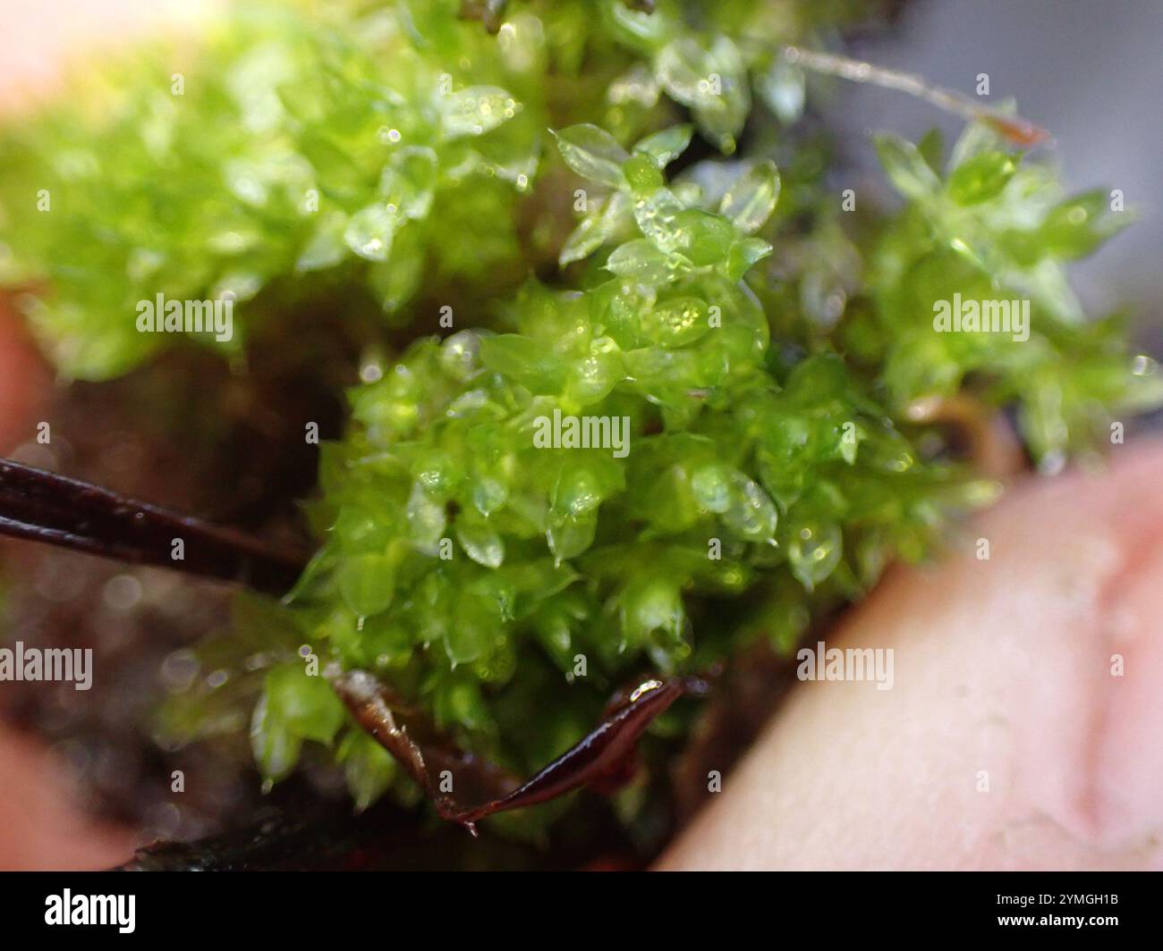 Capillary Thread-moss (Ptychostomum capillare Stock Photo - Alamy