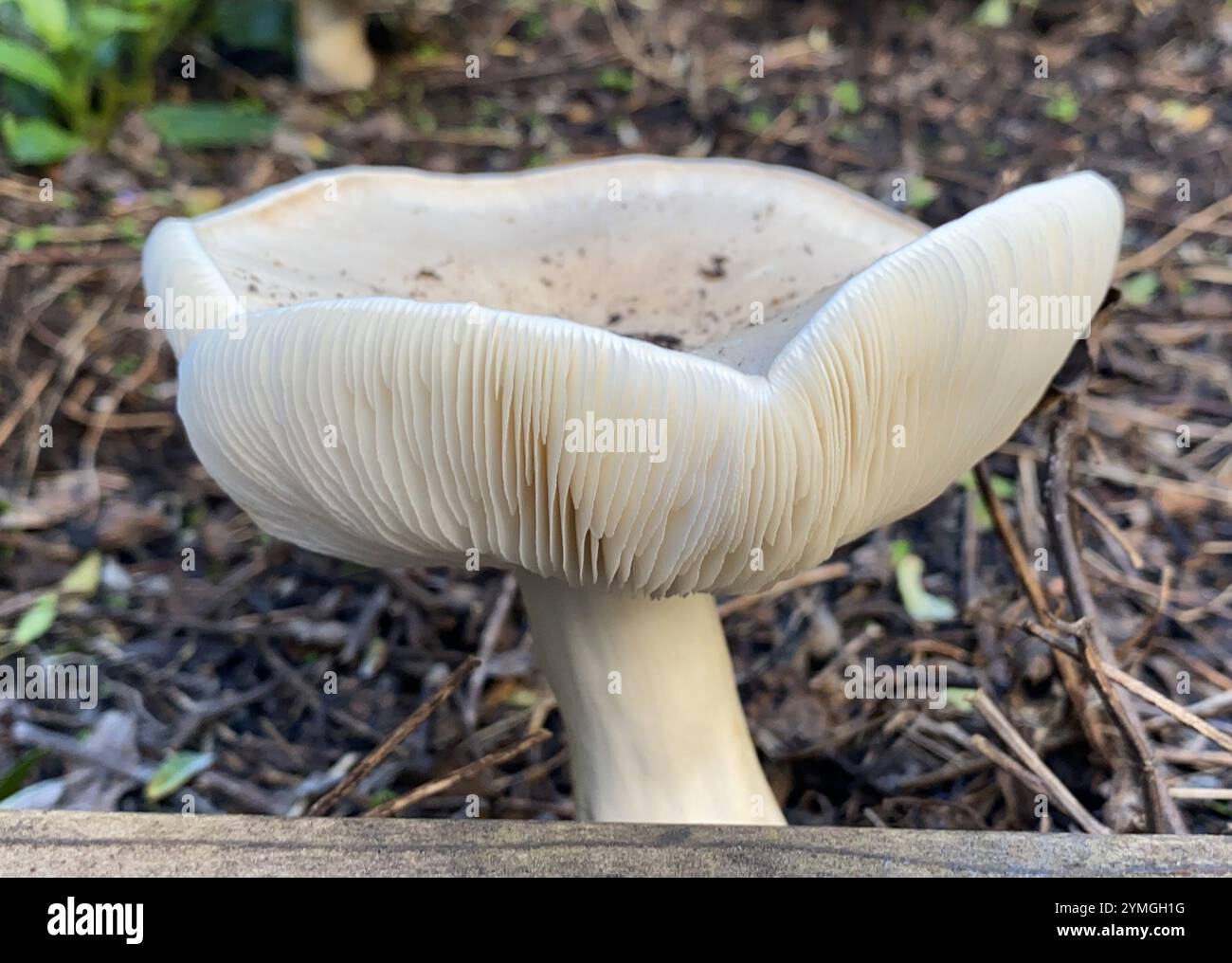 White Dapperling (Leucoagaricus leucothites Stock Photo - Alamy