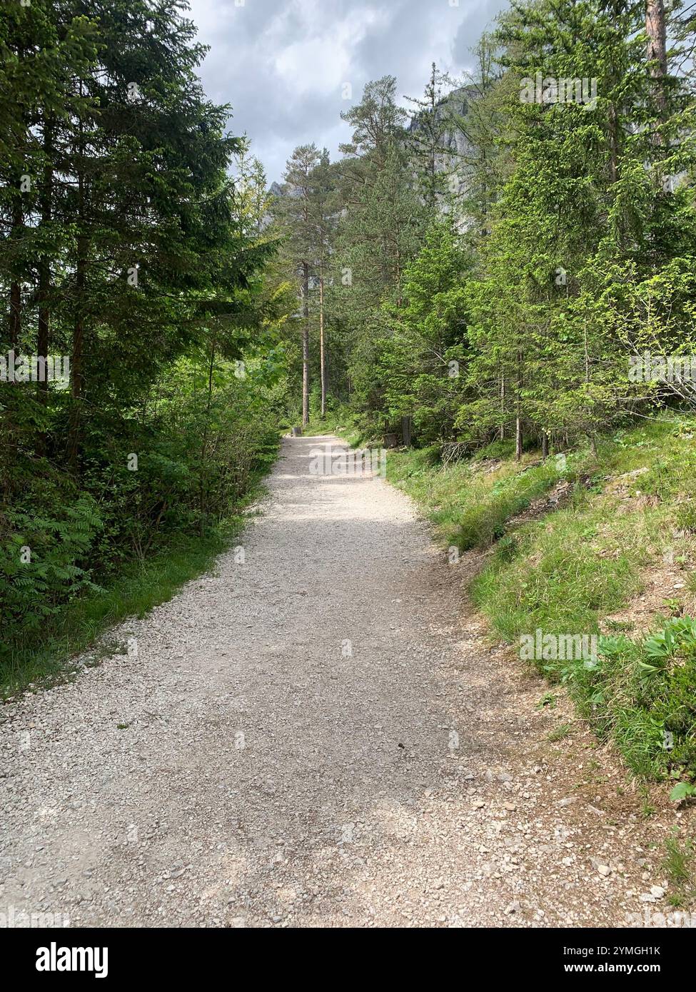 A peaceful forest trail winding through lush greenery, surrounded by ...