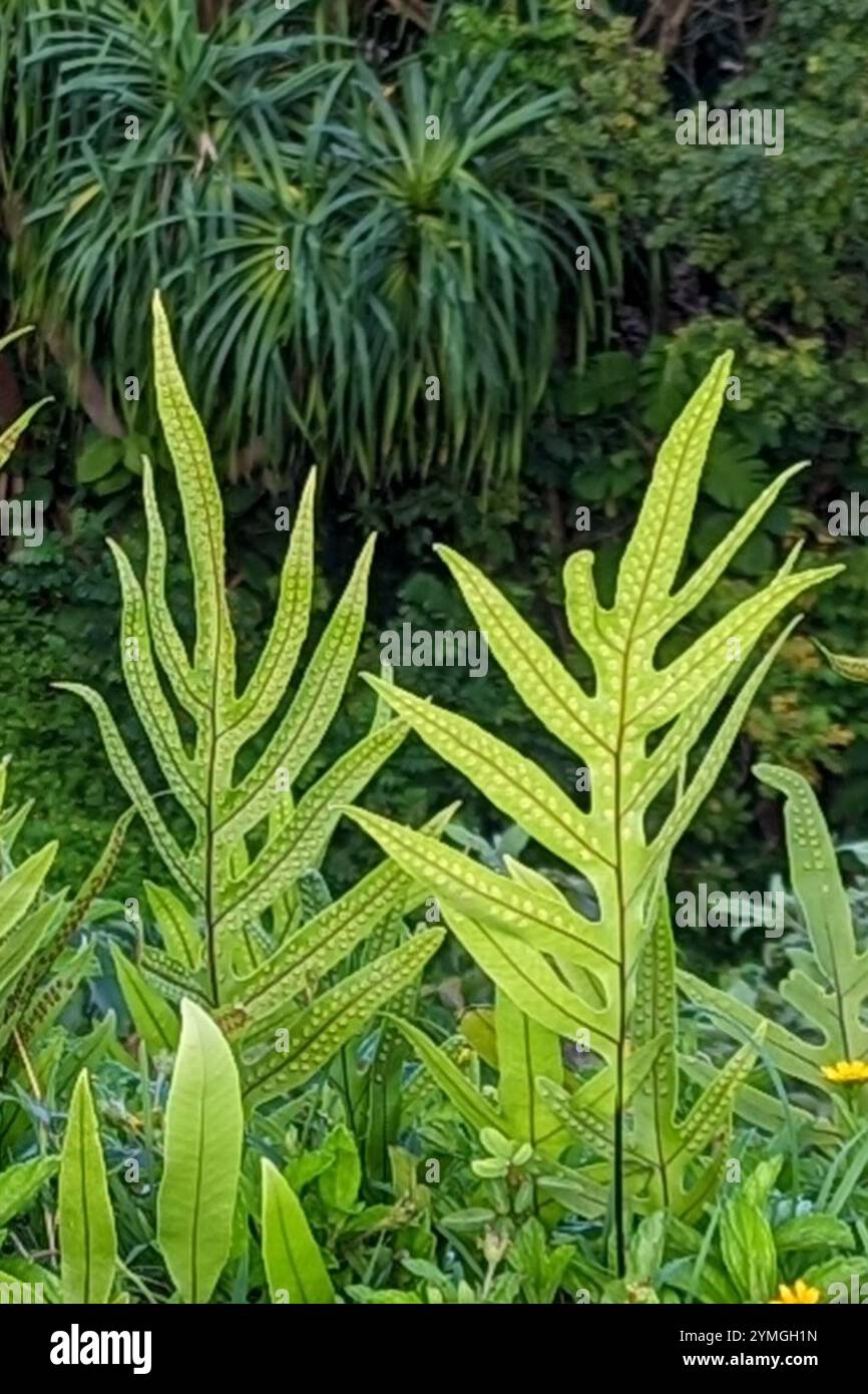 Musk Fern (Microsorum grossum Stock Photo - Alamy