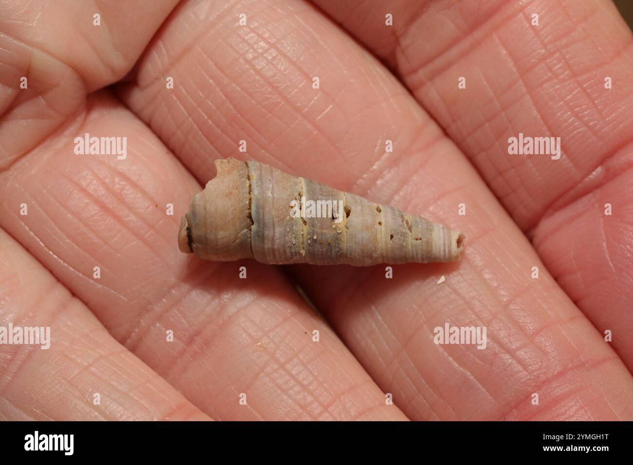 Common Tower Shell (Turritellinella tricarinata Stock Photo - Alamy