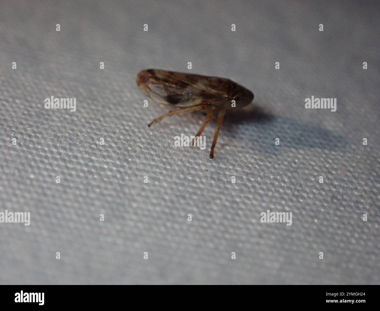 Meadow Spittlebug (Philaenus spumarius Stock Photo - Alamy