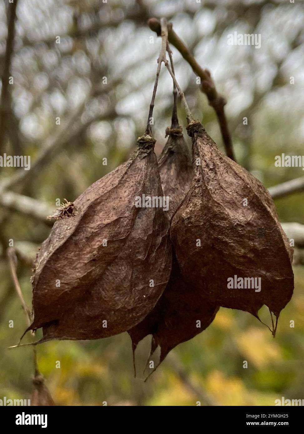 American bladdernut (Staphylea trifolia Stock Photo - Alamy