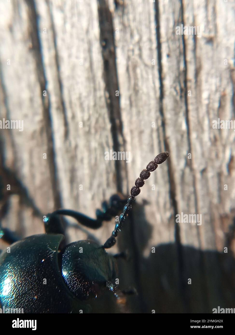 Lesser Bloody-nosed Beetle (Timarcha goettingensis Stock Photo - Alamy