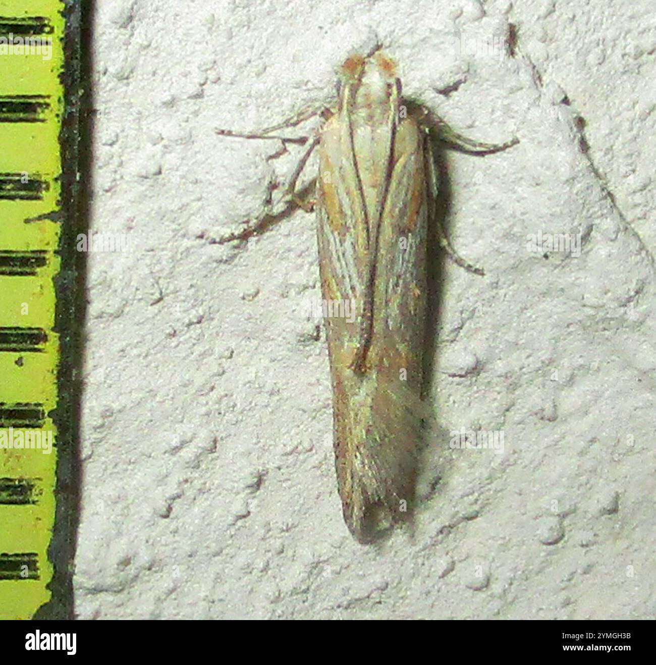 Butterflies and Moths (Lepidoptera Stock Photo - Alamy