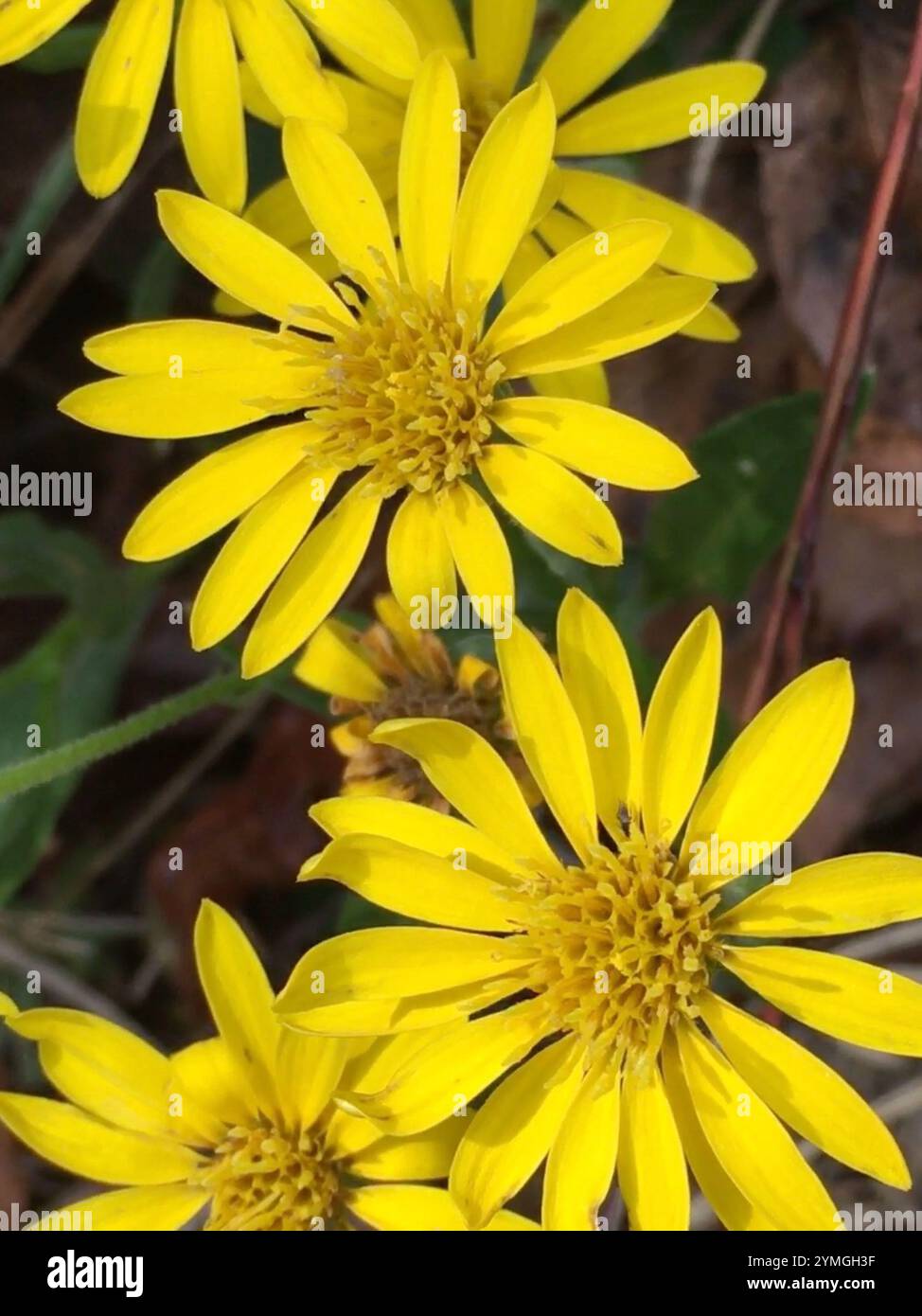 Maryland golden-aster (Chrysopsis mariana Stock Photo - Alamy