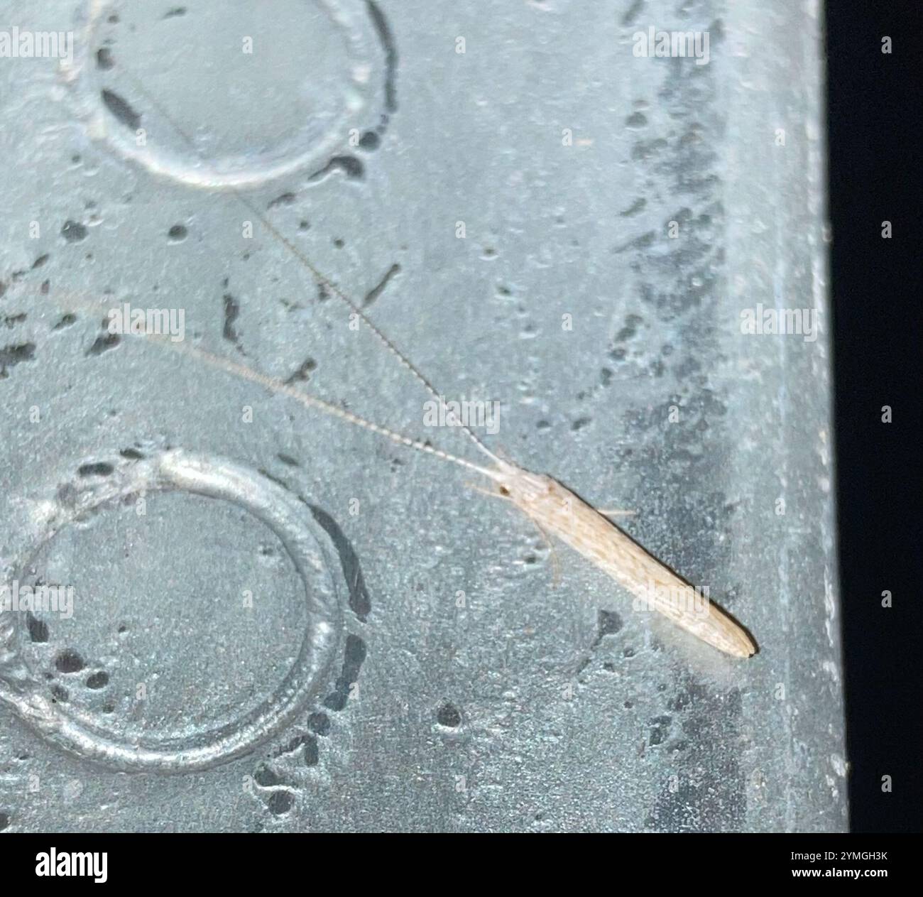 White Miller Caddisflies (Nectopsyche Stock Photo - Alamy