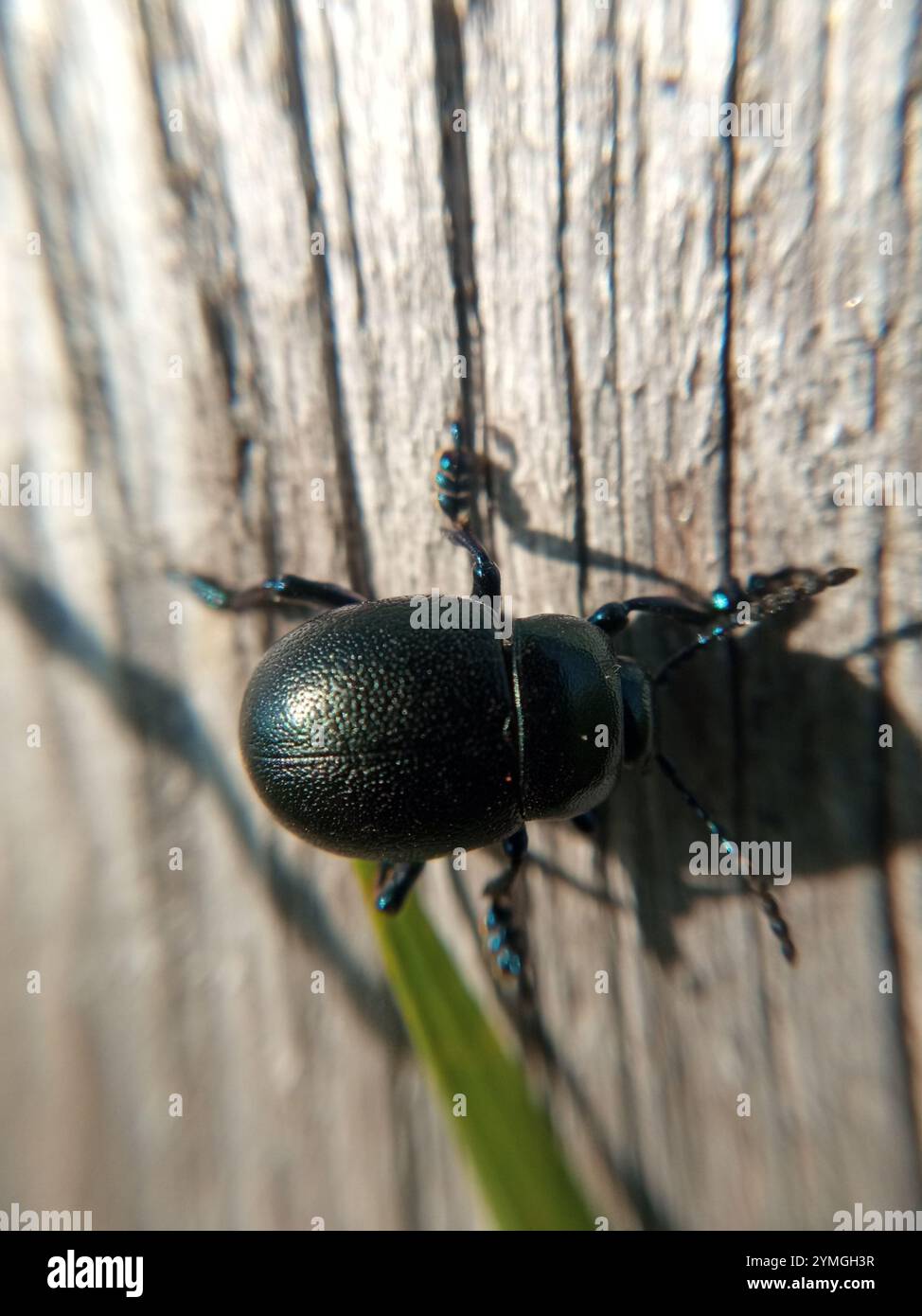 Lesser Bloody-nosed Beetle (Timarcha goettingensis Stock Photo - Alamy