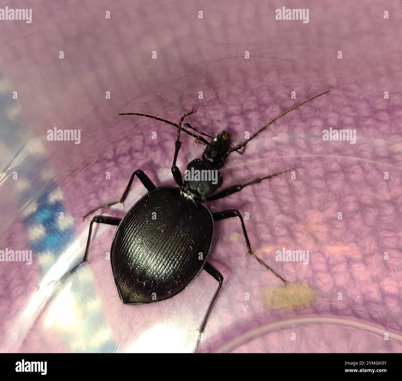 Snail beetles hi-res stock photography and images - Alamy