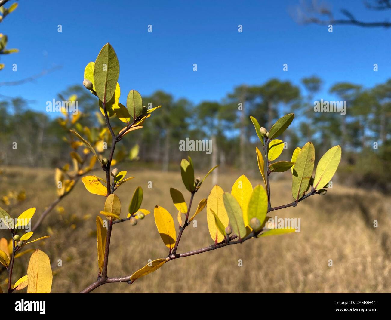 Pondspice (Litsea aestivalis Stock Photo - Alamy