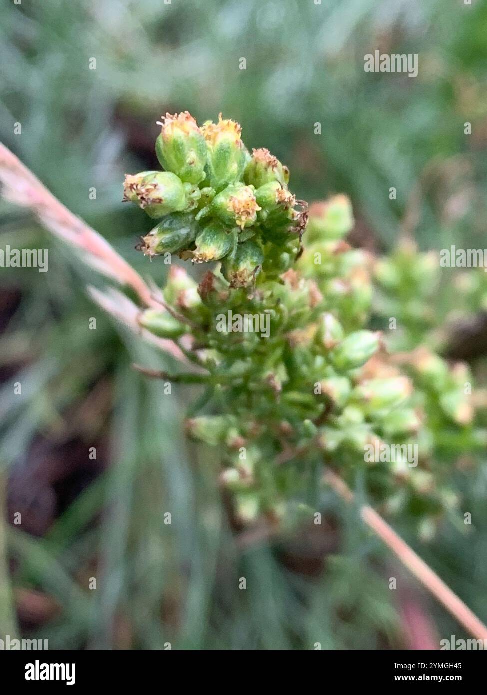 Field Sagewort (Artemisia campestris Stock Photo - Alamy