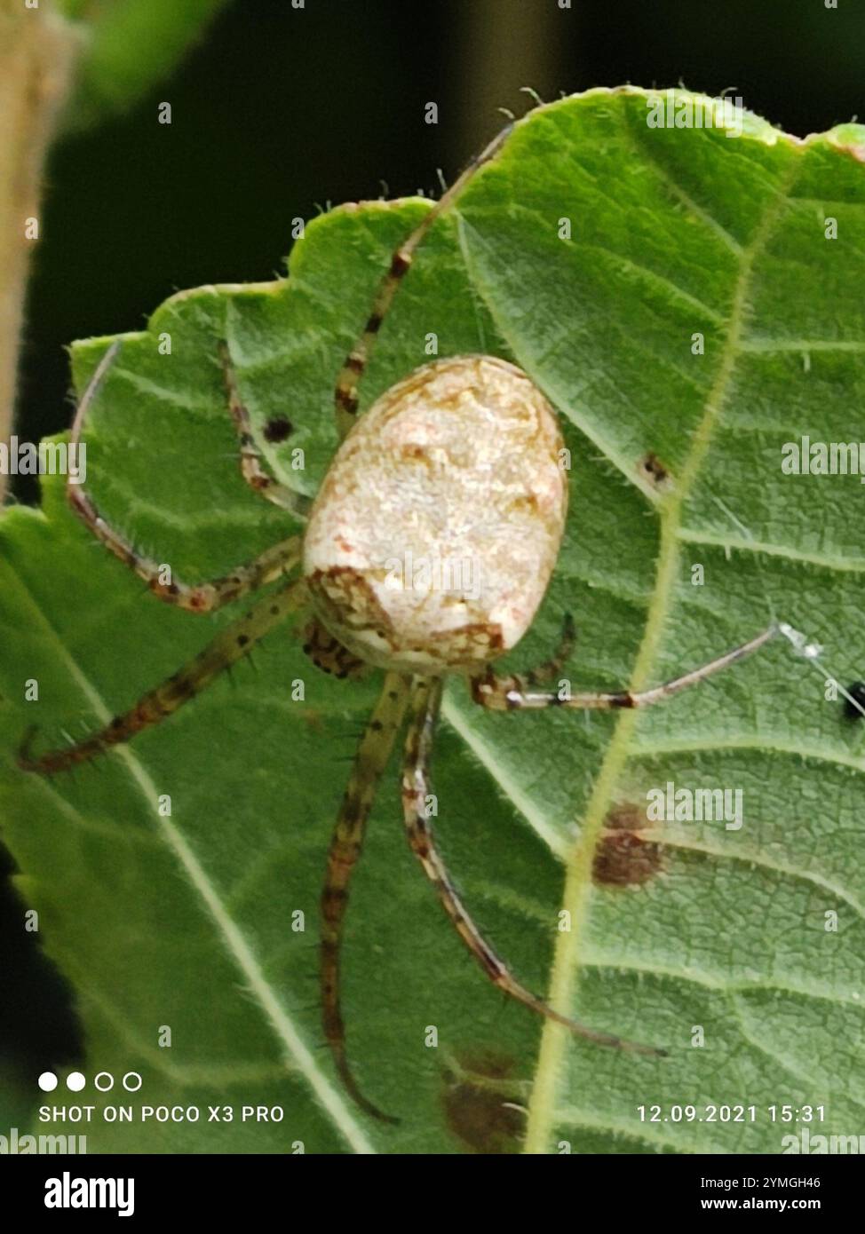 Eurasian armoured long jawed spider hi-res stock photography and images ...