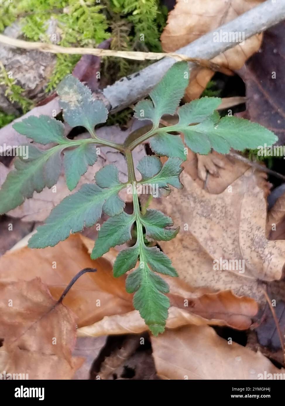 Cutleaf Grapefern (Sceptridium dissectum Stock Photo - Alamy